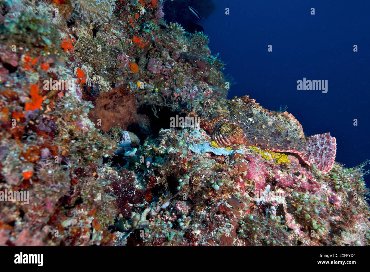 Scorpionfish (Scorpaenopsis sp.) blending in to its environment ...