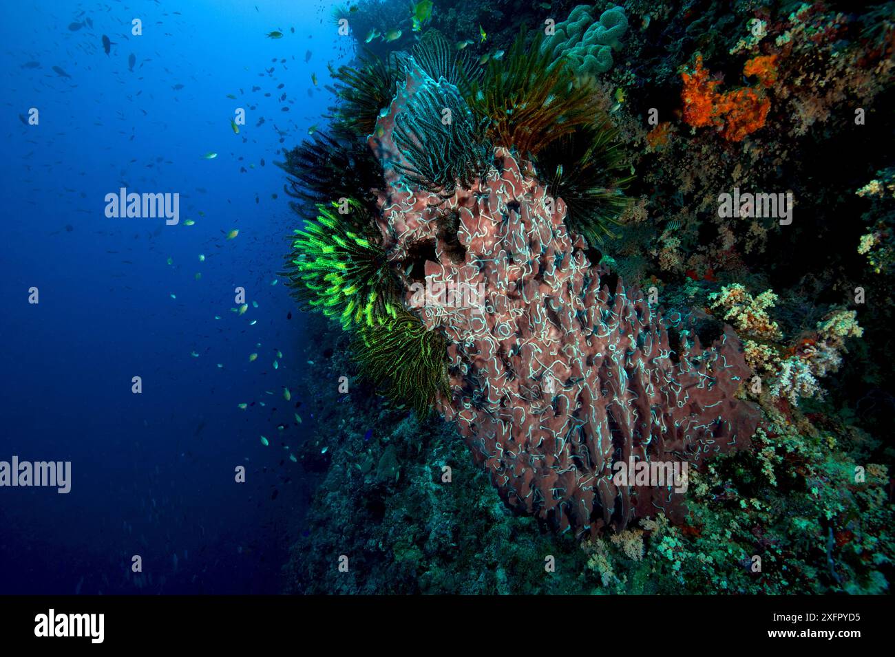 Giant barrel sponge (Xestospongia testudinaria) with feather stars ...