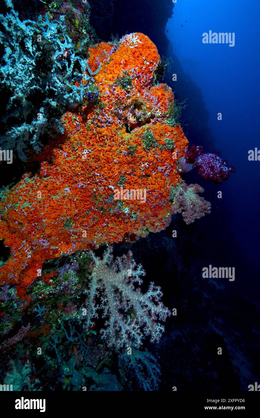 Orange sponge and soft corals on drop-off. Bismarck Sea, Vitu Islands ...