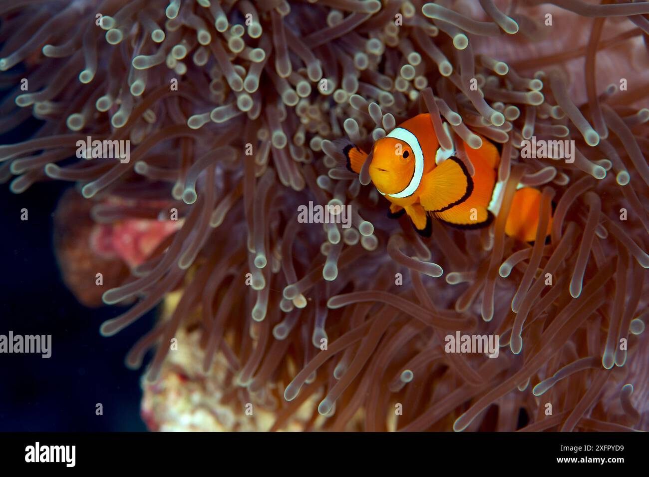 Clown anemonefish (Amphiprion percula), Bismarck Sea, Vitu Islands ...