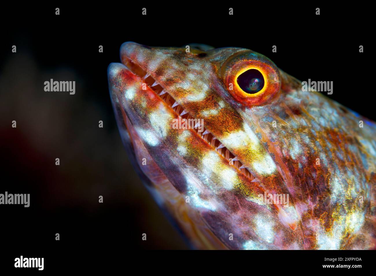 Variegated lizardfish (Synodus variegatus), Bismarck Sea, Vitu Islands ...