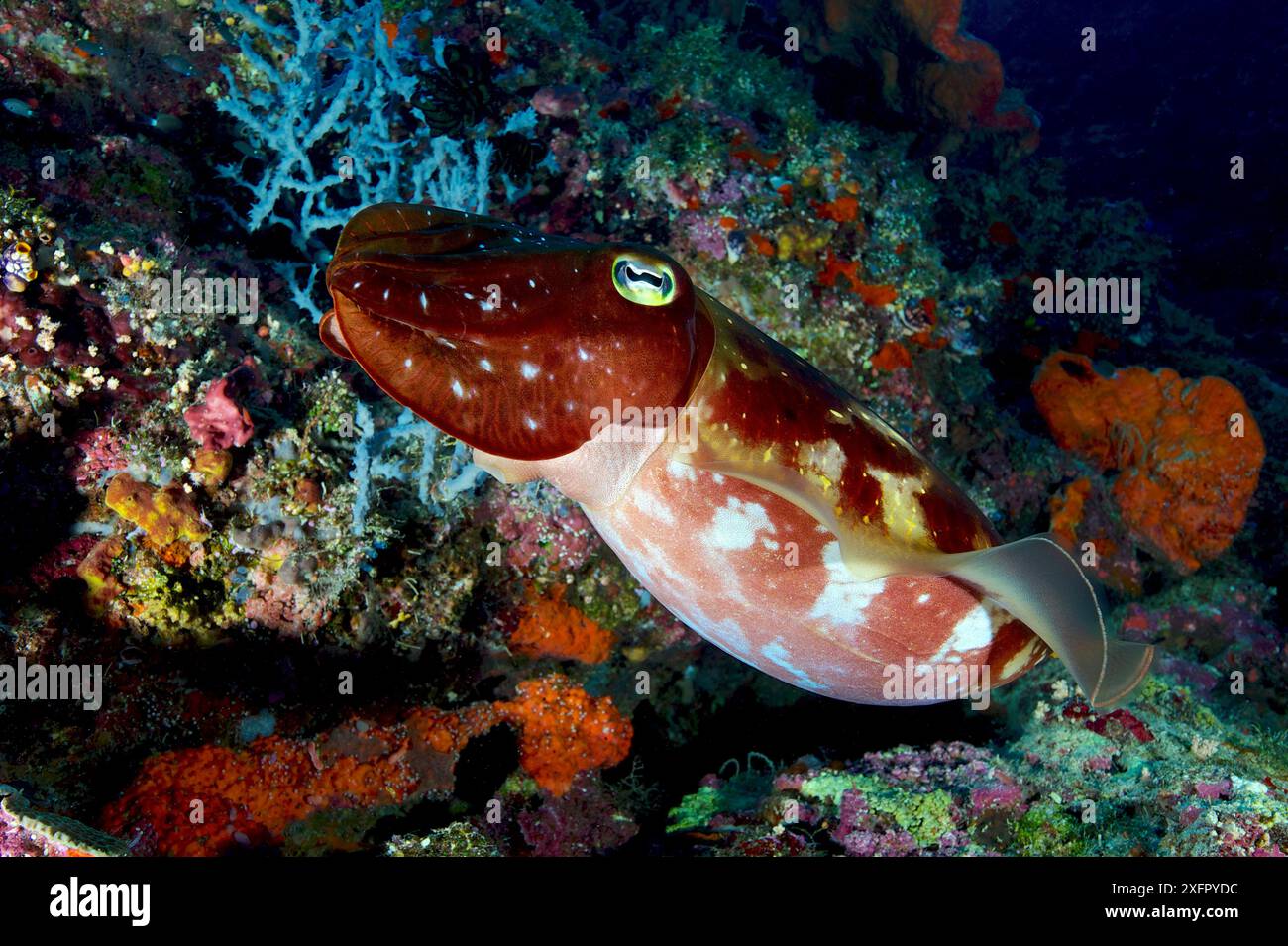 Broadclub cuttlefish (Sepia latimanus), Bismarck Sea, Vitu Islands ...
