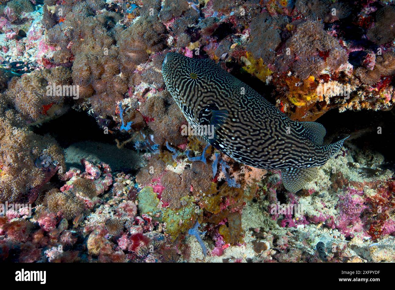 Map pufferfish (Arothron mappa), Bismarck Sea, Vitu Islands, West New ...
