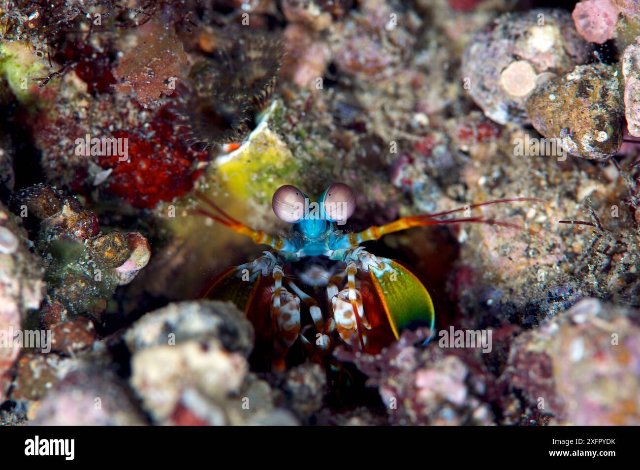 Peacock mantis shrimp (Odontodactylus scyllarus), Kimbe Bay, West New ...