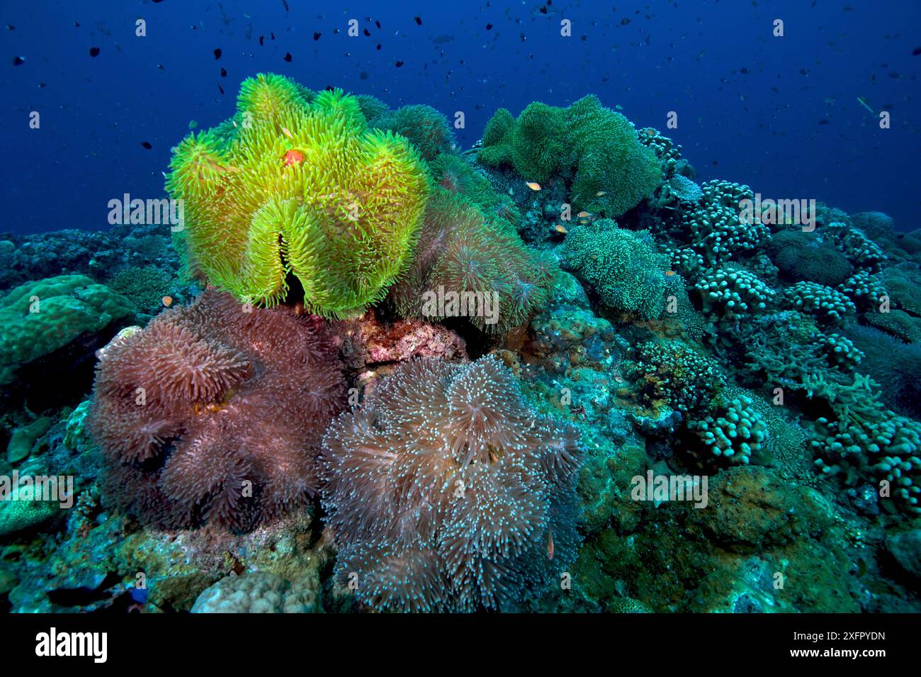 Colorful anemones on coral reef, Kimbe Bay, West New Britain, Papua New ...