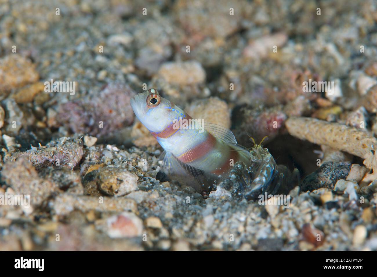 Amblyeleotris steinitzi bony fishes hi-res stock photography and images ...