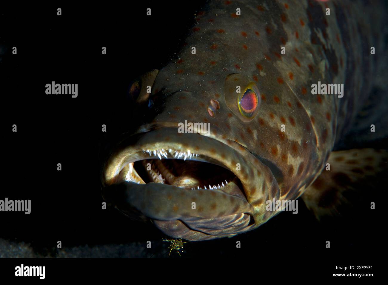 Closeup of a Orange-spotted grouper (Epinephelus coioides), Kimbe Bay ...