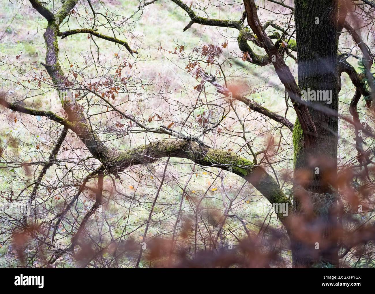 Massive branch hi-res stock photography and images - Alamy