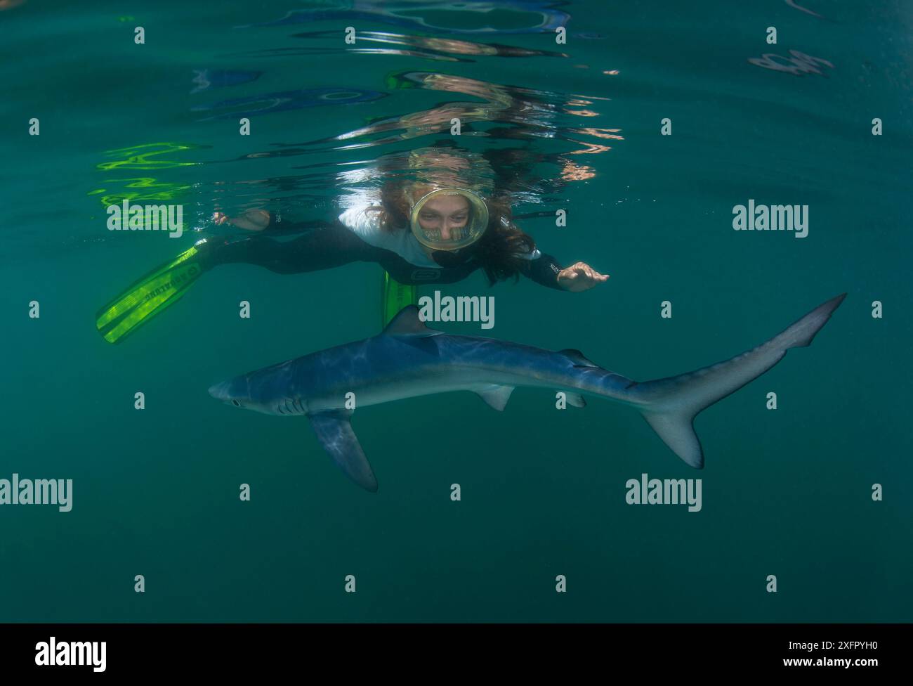 Snorkeller in Blue shark (Prionace glauca) female off the coast of ...
