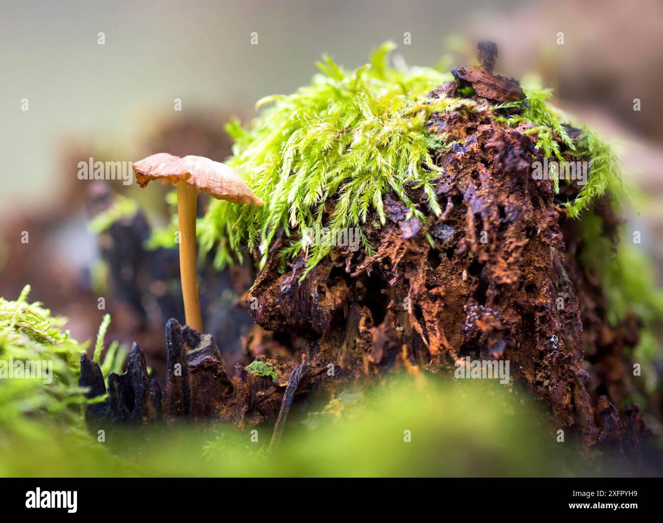 A tiny toadstool emerging from a decaying tree stump in woodland Stock ...