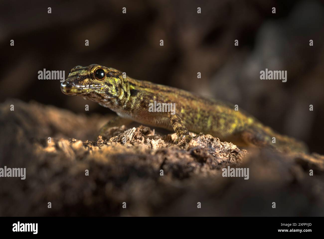 Annobon Dwarf Gecko (Lygodactylus delicatus) Principe Island, UNESCO ...