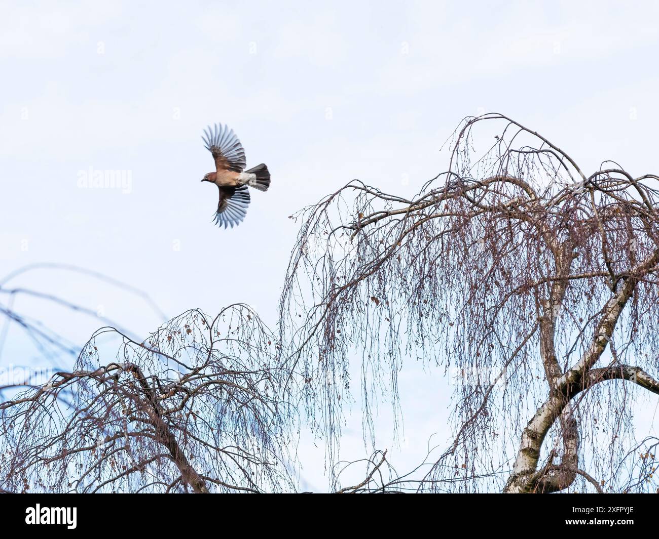 Taking off tree hi-res stock photography and images - Alamy