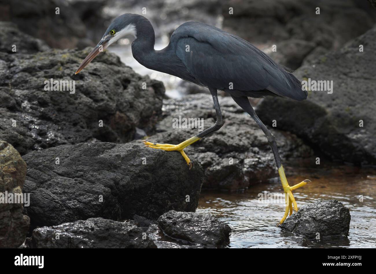 Black erget (Egretta gularis) Island of Principe UNESCO Biosphere ...