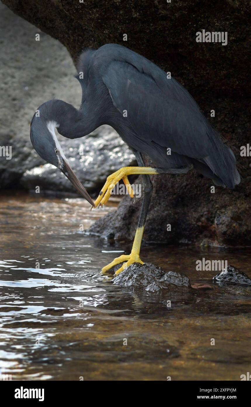 Black erget (Egretta gularis) Island of Principe UNESCO Biosphere ...