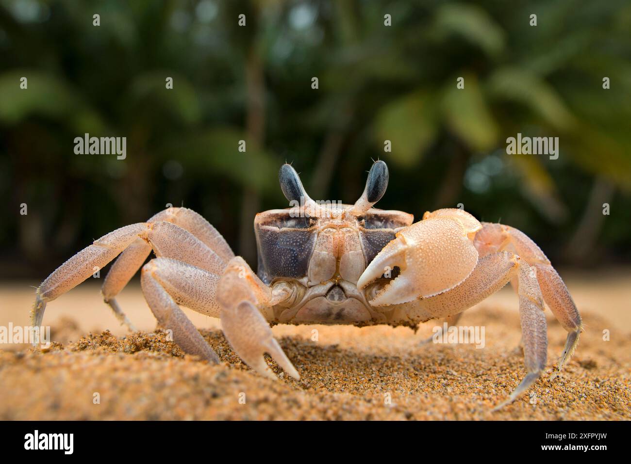 Ghost crab (Ocypode africana) on beach, Island of Principe, UNESCO ...
