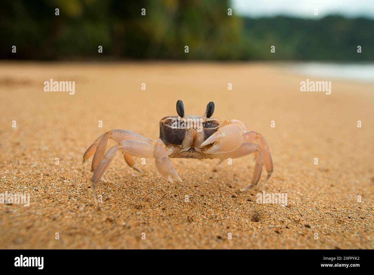 Ghost crab (Ocypode africana) on beach, Island of Principe, UNESCO ...