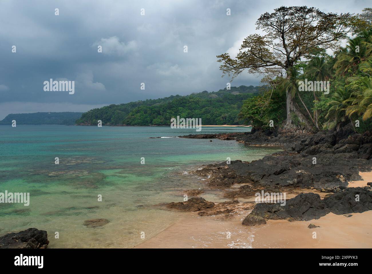 Tree on the North Coast at Bom Bom Beach, Principe Island. UNESCO ...