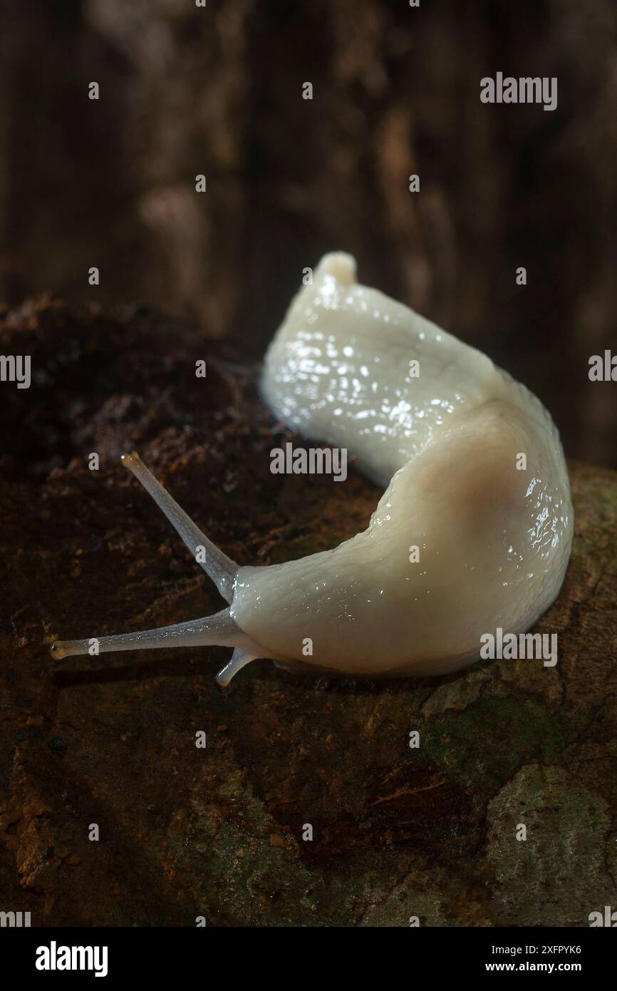 Endemic slug. Obo Natural Park, Principe Island UNESCO Biosphere ...
