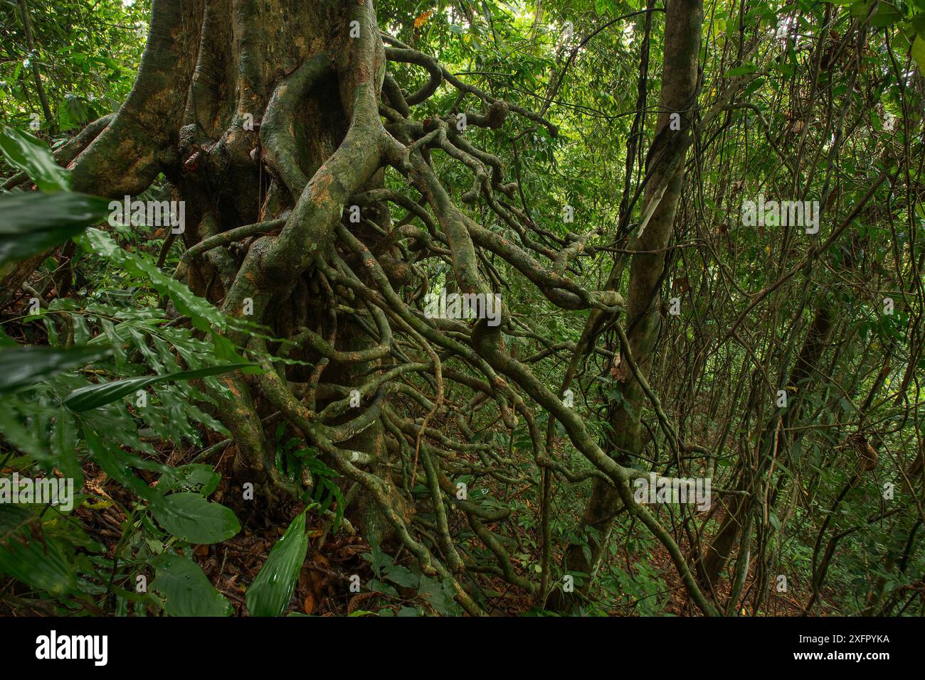 Tree with aerial roots in equatorial rainforest, Principe Island ...