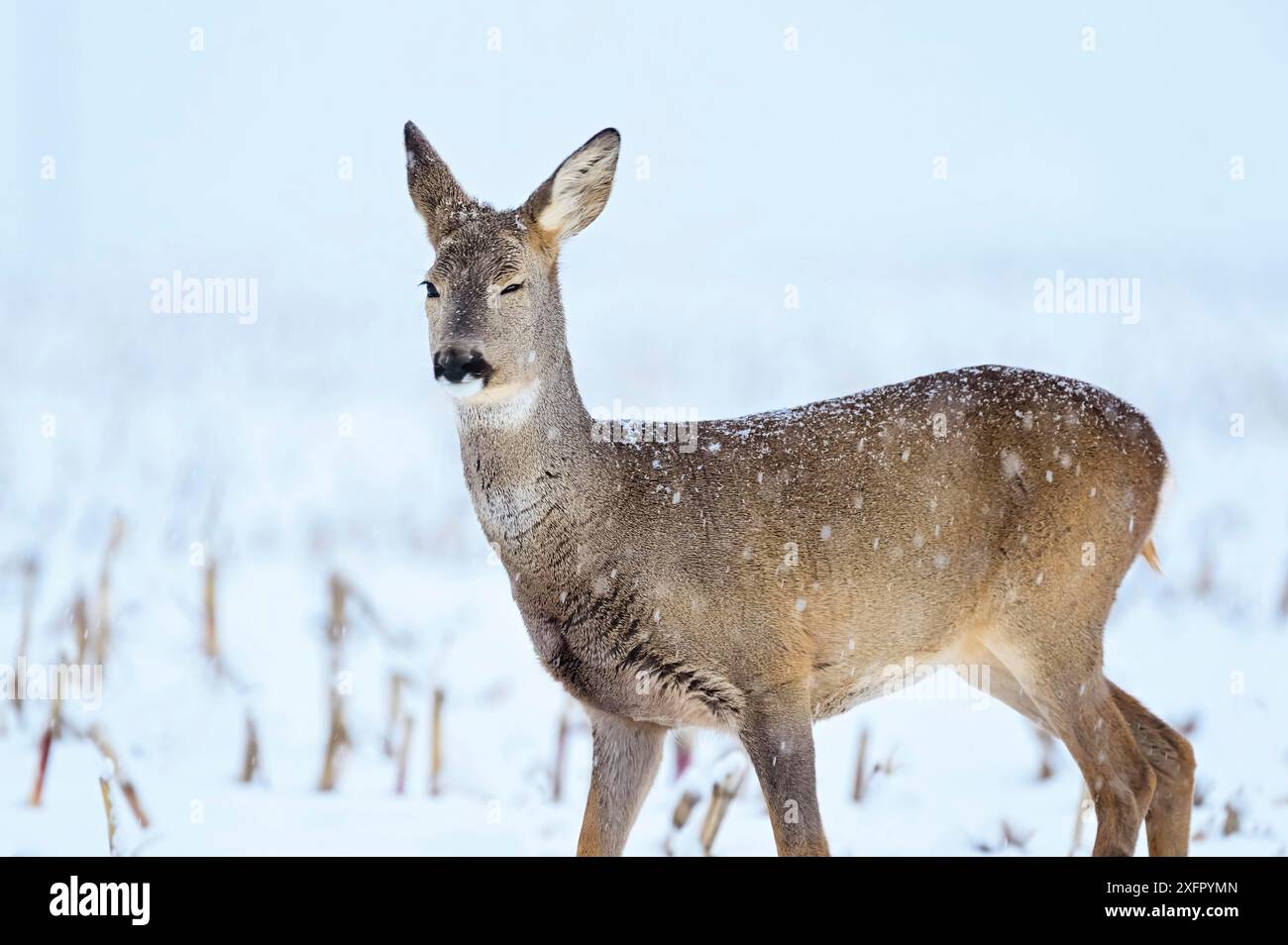 Roe deer female standing in snowy weather Stock Photo - Alamy