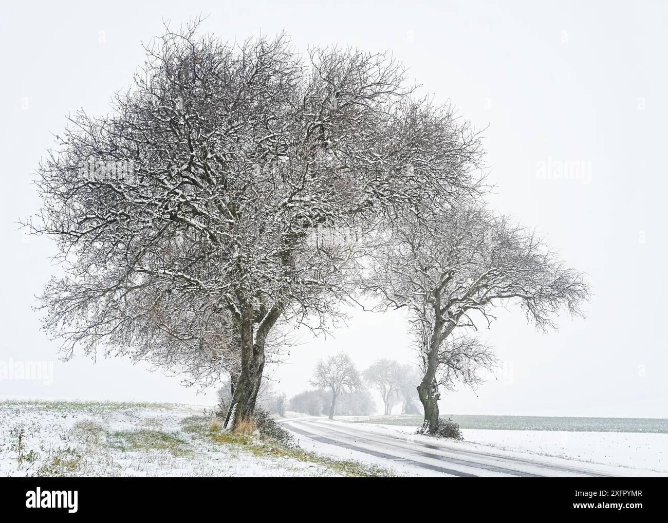 Tree snow road hi-res stock photography and images - Alamy