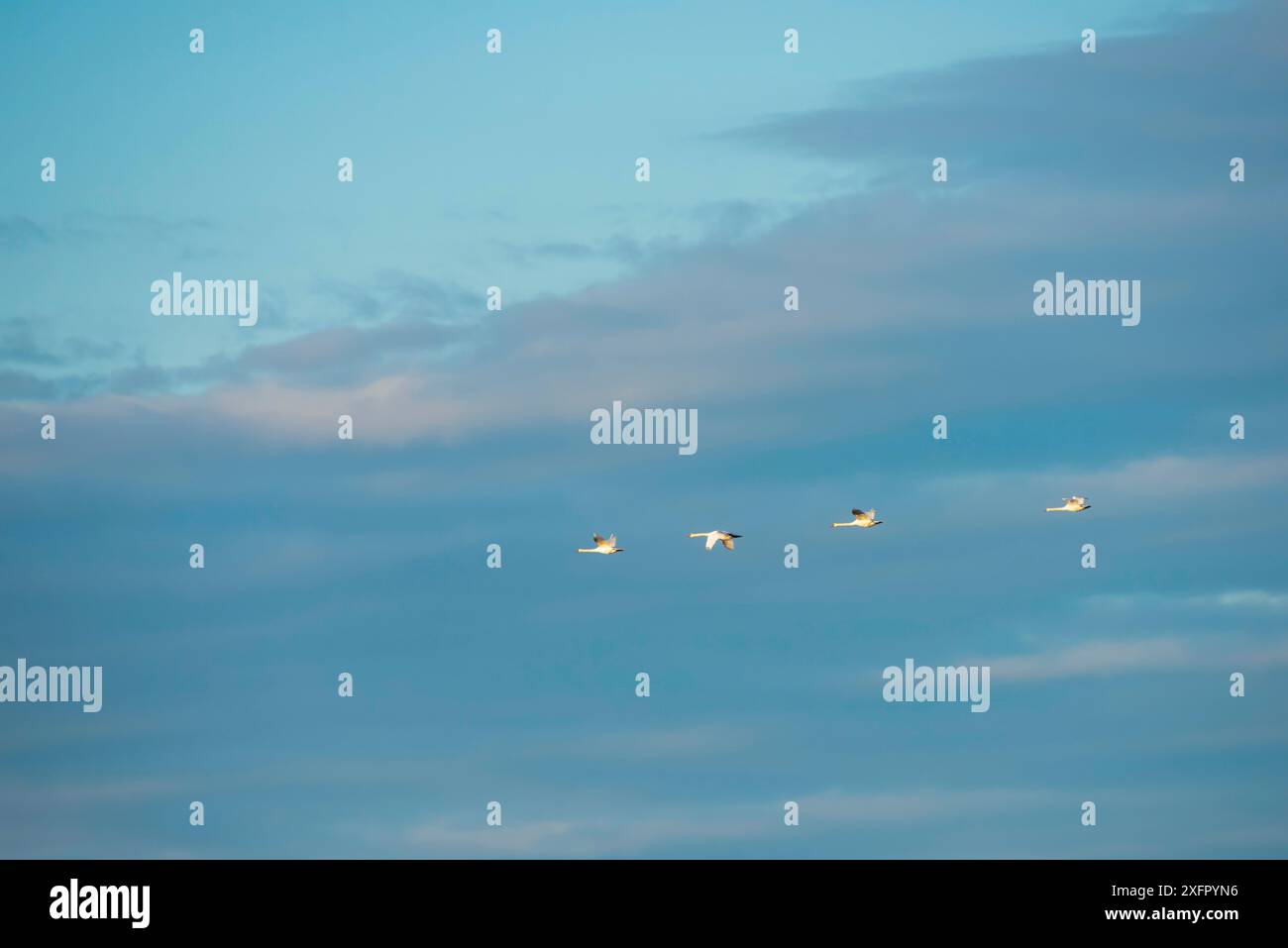 Flying swans in blue hi-res stock photography and images - Alamy