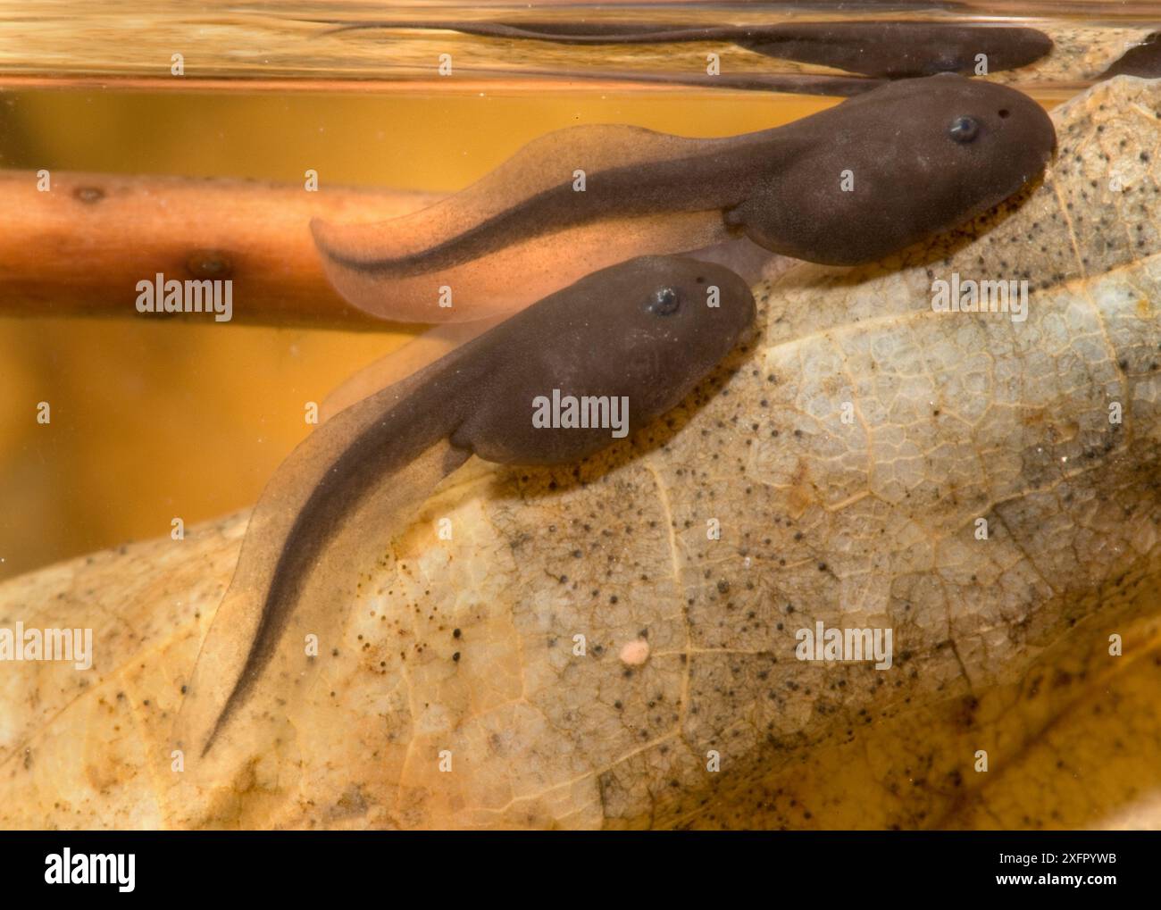American toad tadpoles (Bufo americanus) eight days after hatching ...