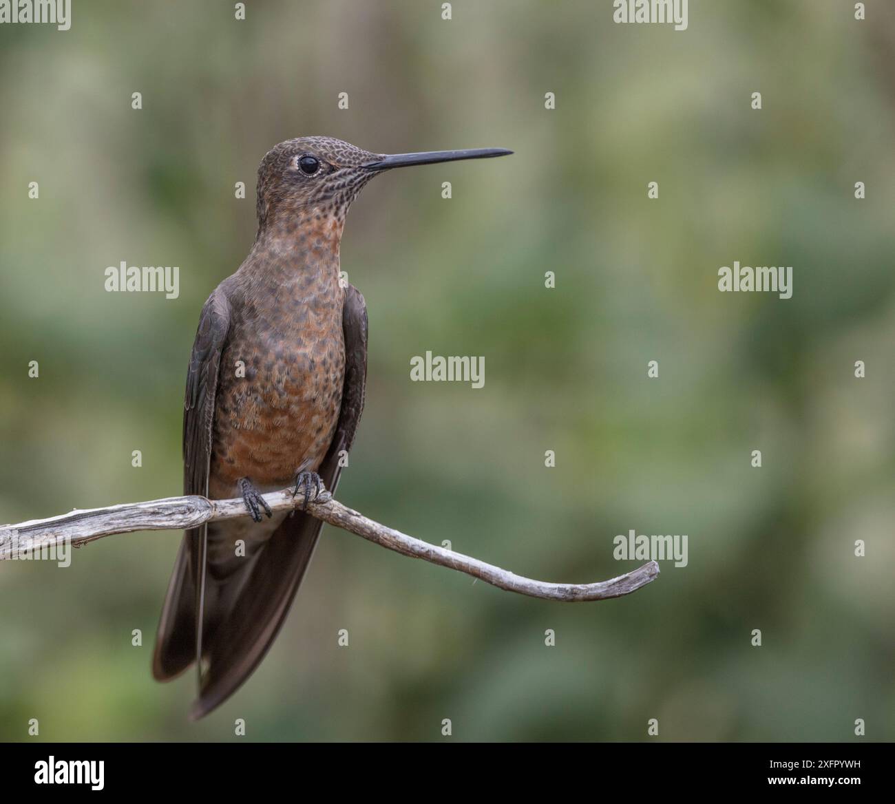 Giant hummingbird (Patagona gigas) Antisanilla Ecological Reserve ...