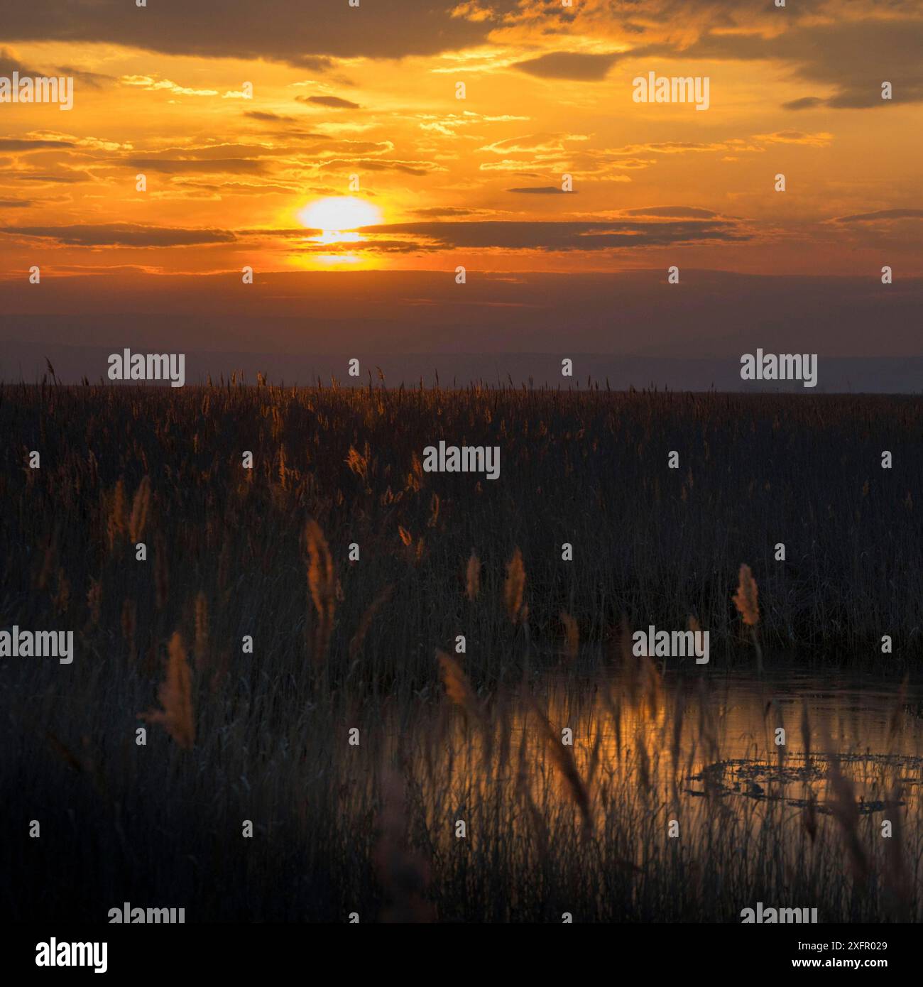 Sunset at the reed belt of lake neusiedlersee in Burgenland Stock Photo ...