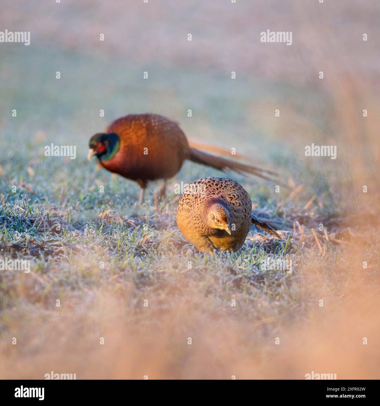 Common pheasant Phasianus colchius Ring-necked pheasant in natural ...