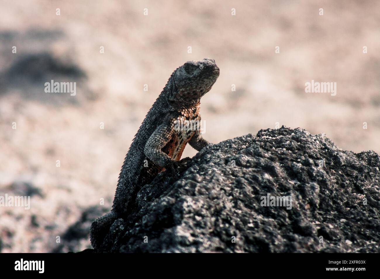 A Galapagos lava lizard basks on volcanic rock, displaying its ...