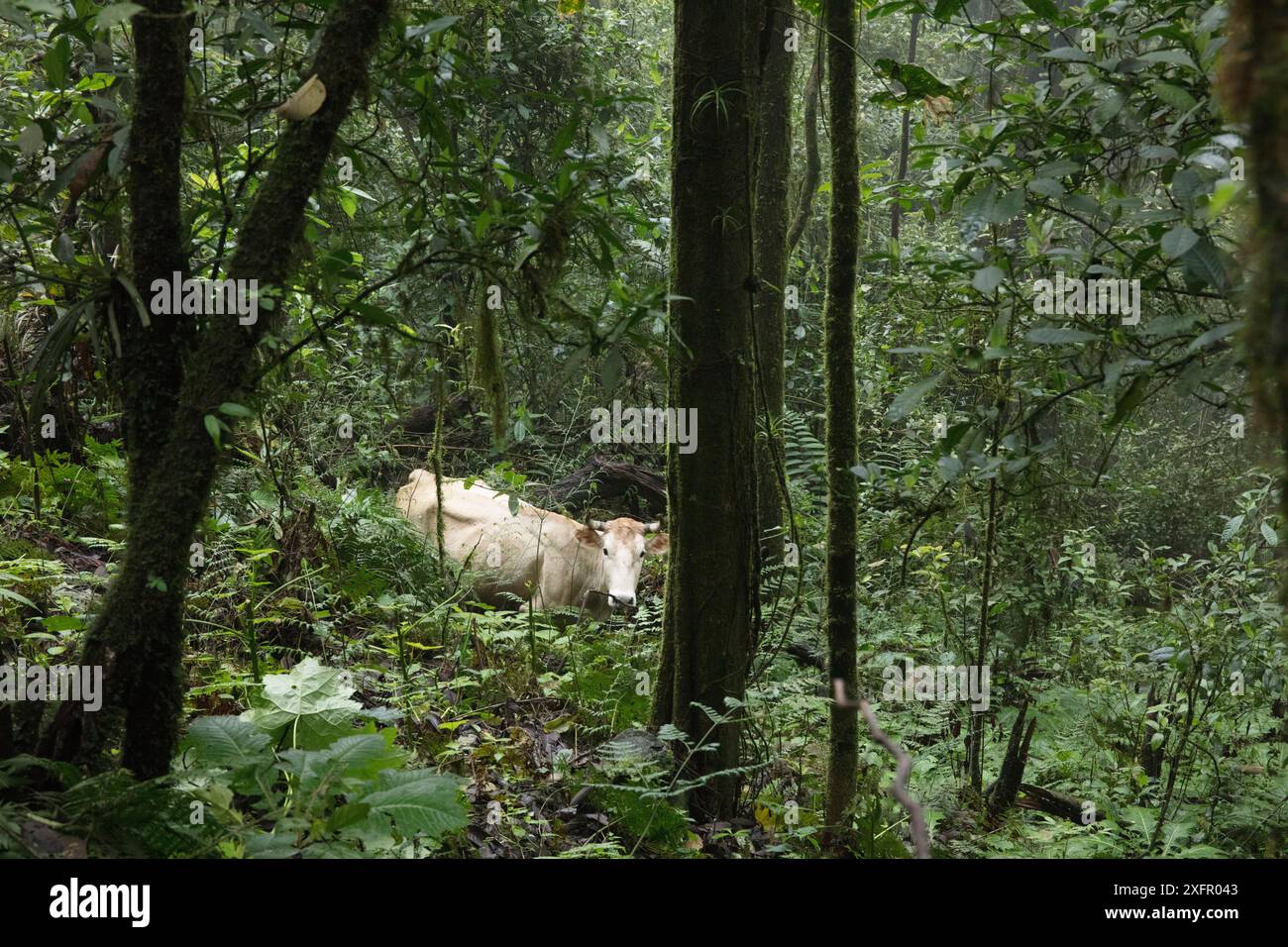 Cow in Cloud Forest, El Tundo Reserve, Ecuador Stock Photo - Alamy