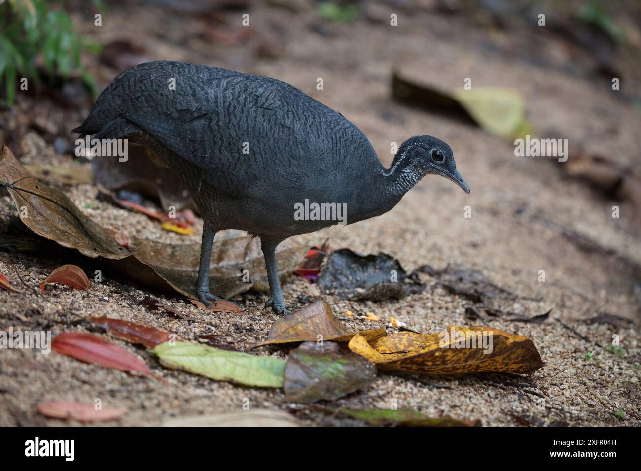 Tinamou hi-res stock photography and images - Alamy