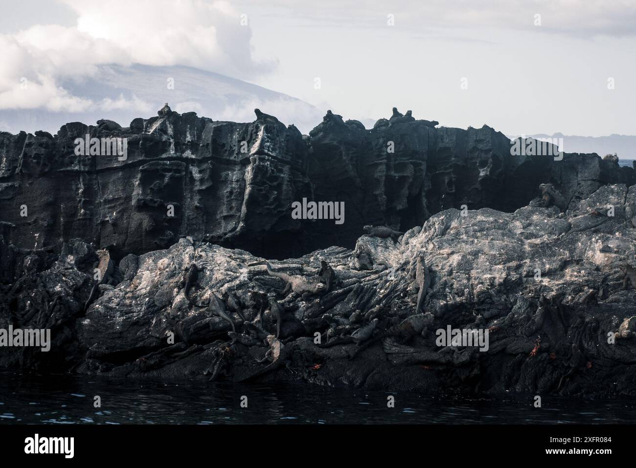 A mesmerizing capture of Galapagos iguanas thriving on volcanic rocks ...