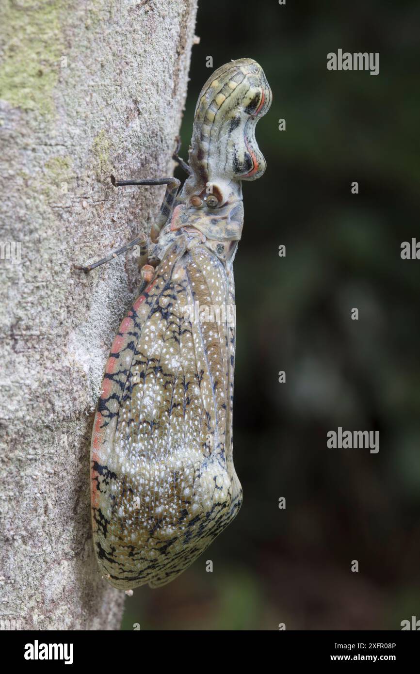 Peanuthead bug / Lanternfly (Fulgora lateneria) Copalinga, Ecuador ...