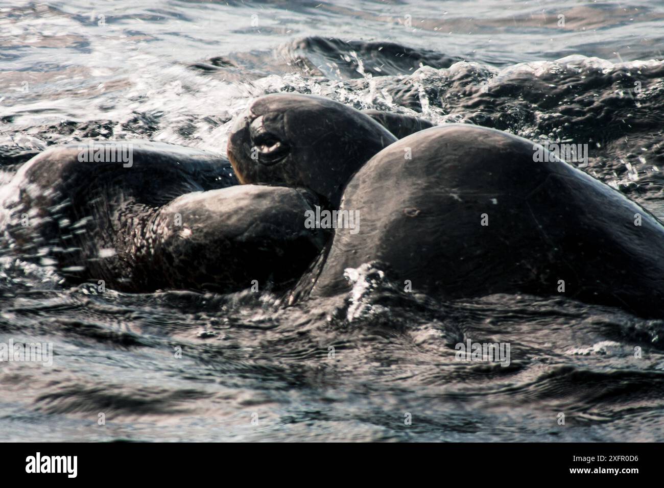 Two Galapagos sea turtles in an intimate embrace, captured in their ...
