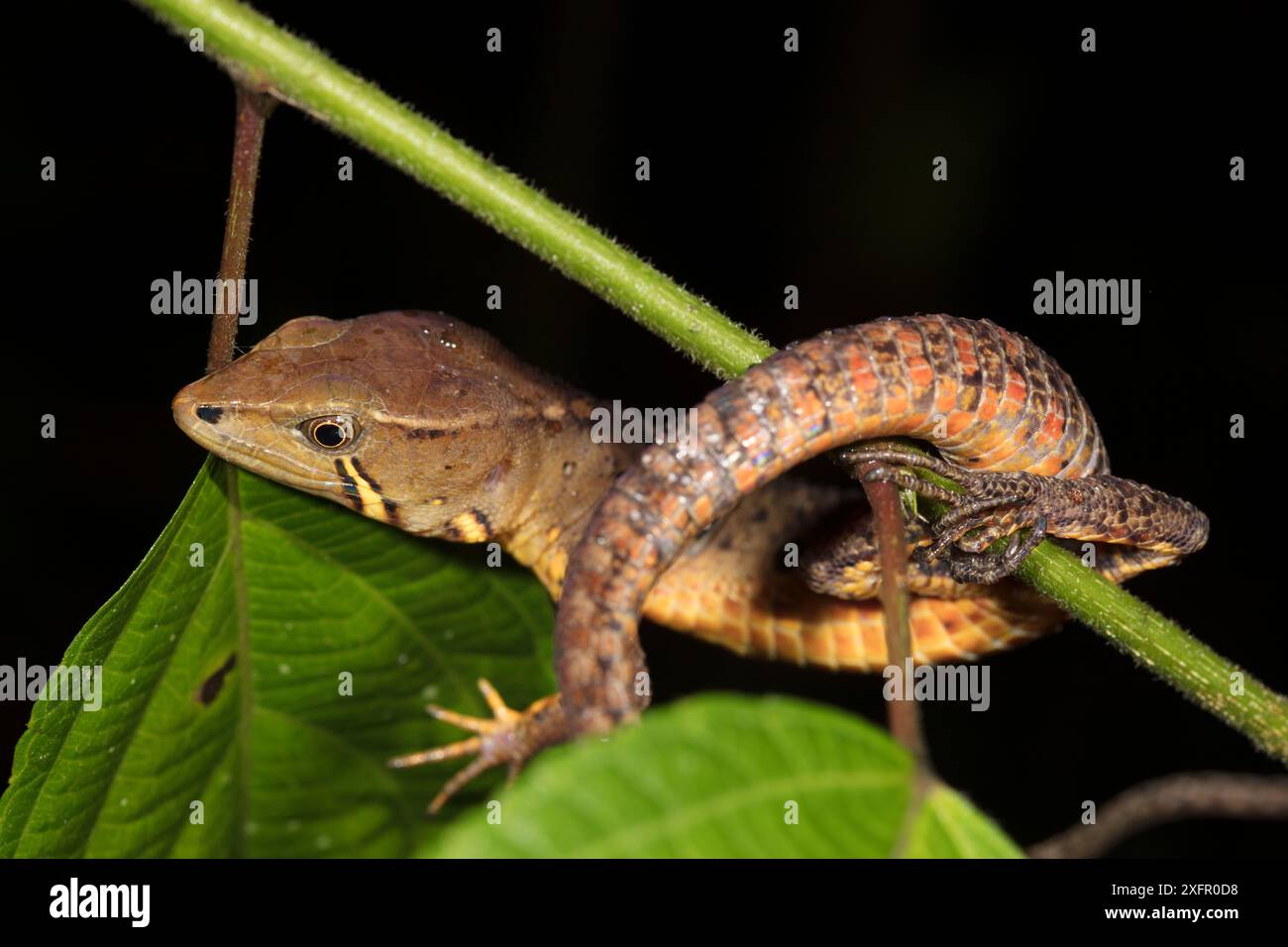 Somber stream lizard (Galenesaurus cochranae) on sleeping twig, Napo ...
