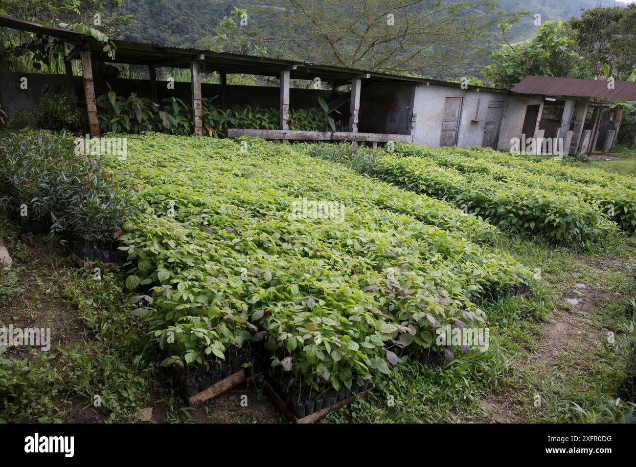 Tree nursery to grow trees for reforestation, Buenaventura Ecological ...