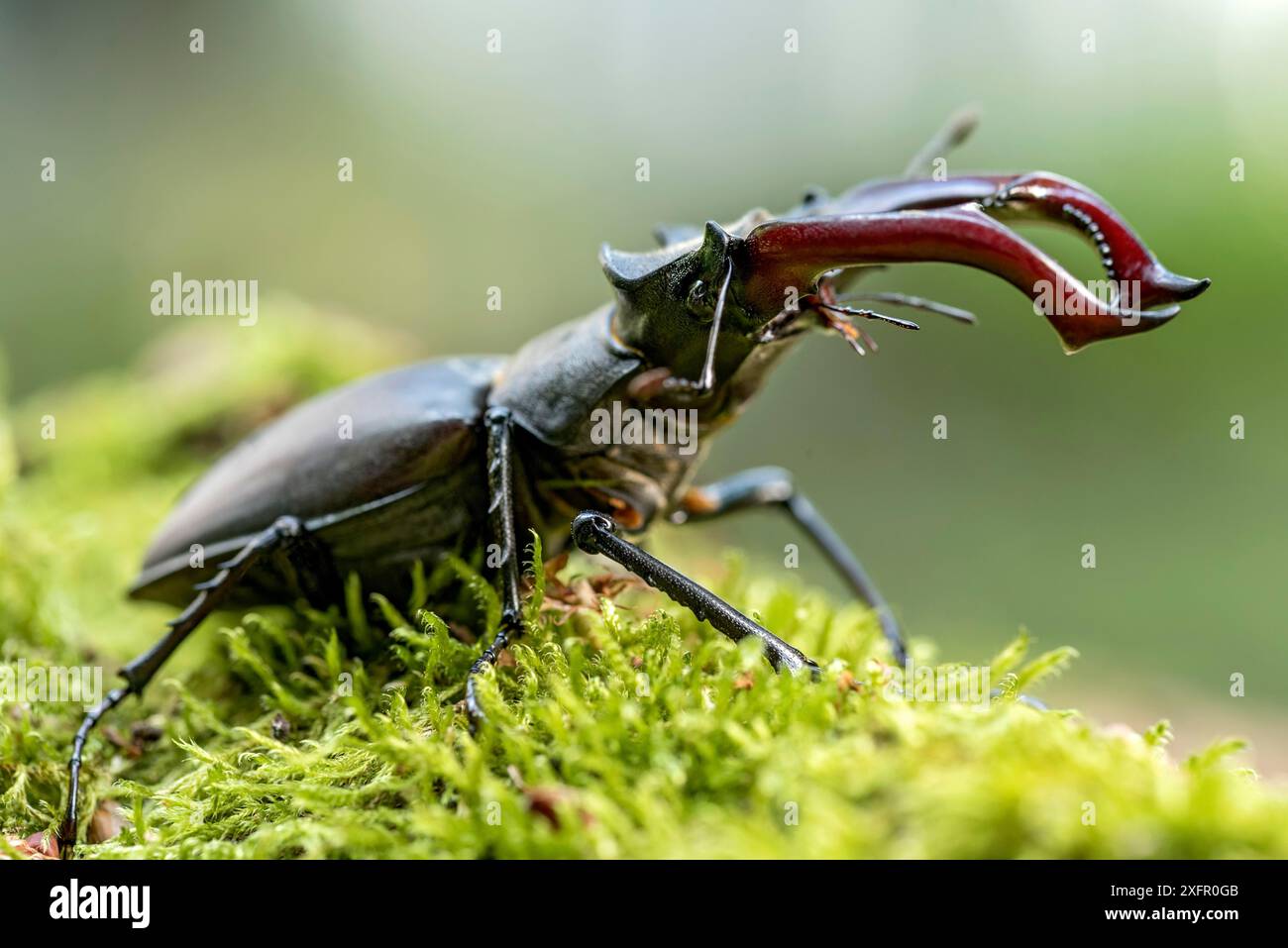 Stag beetle (Lucanus cervus), horned beetle, fire beetle, male with ...