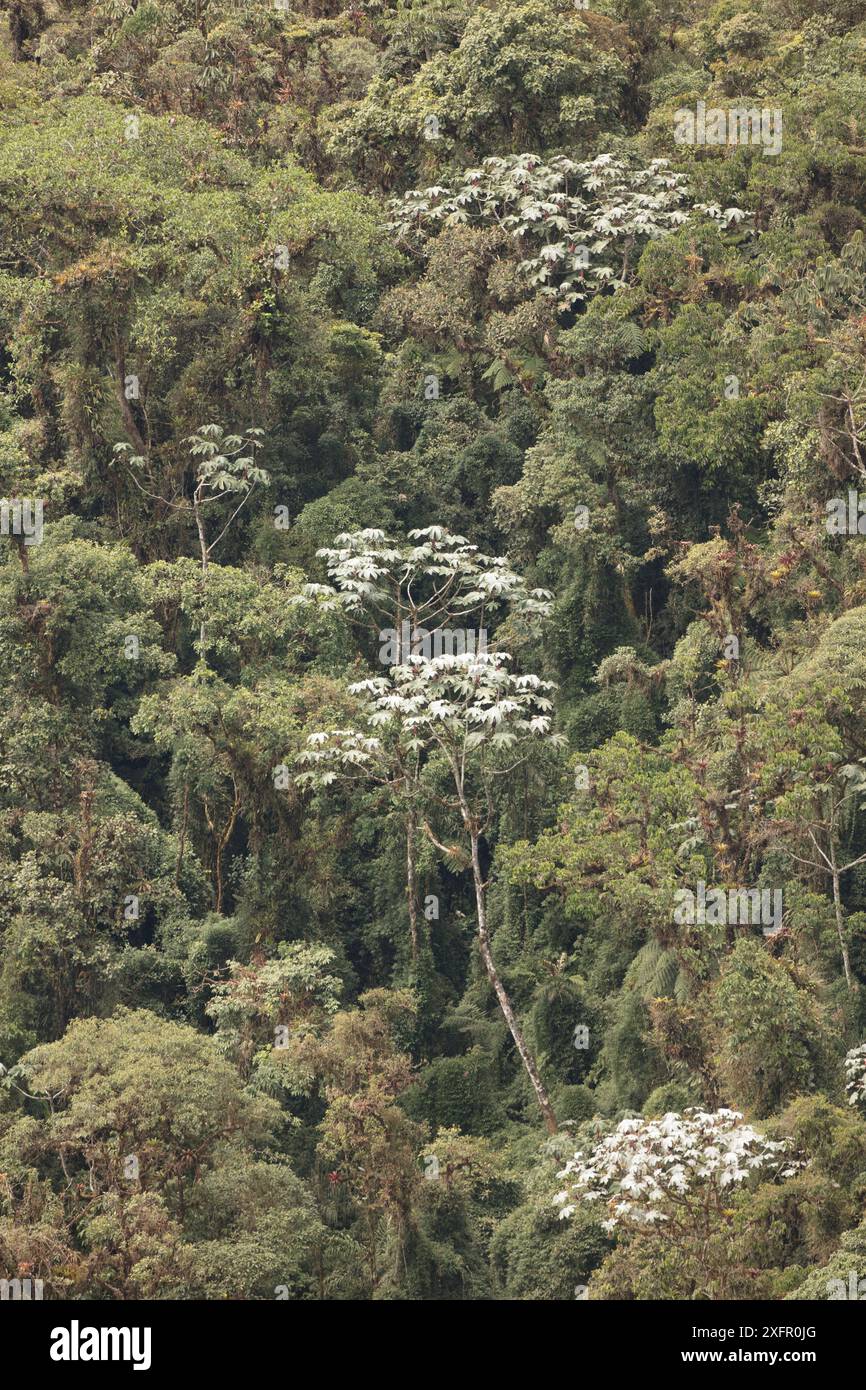 Cecropia trees (Cecropia sp) subtropical cloud forest, Tapichalaca ...