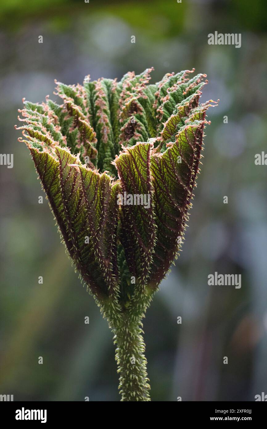 Yanacocha reserve ecuador hi-res stock photography and images - Alamy