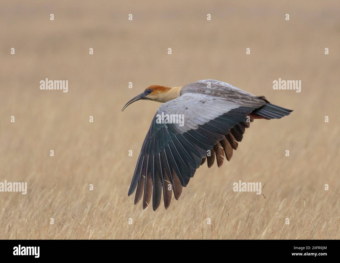 Black-faced ibis (Theristicus melanopis) in flight, Antisanilla ...