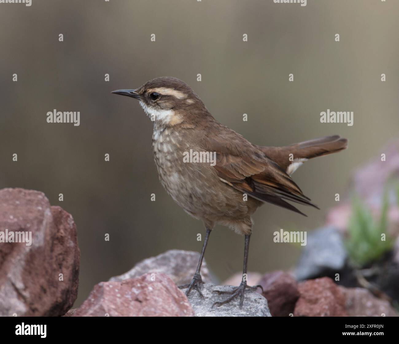 Bar-winged cinclodes (Cinclodes fuscus) Ecuador Stock Photo - Alamy