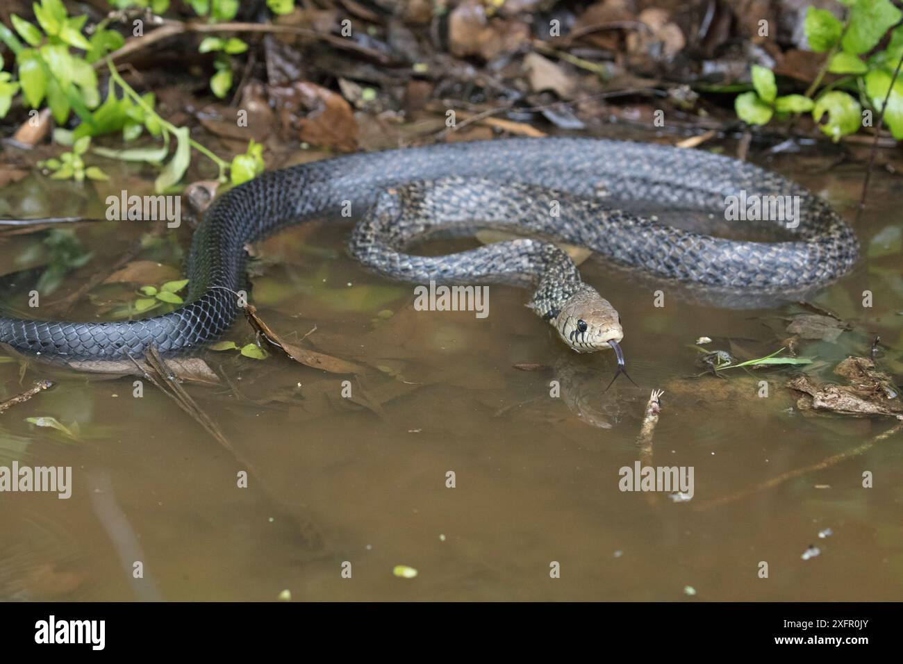Black-tailed indigo snake (Drymarchon melanurus) Jorupe Reserve ...
