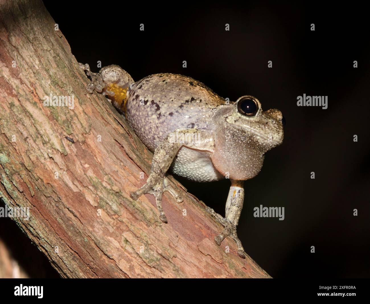 Cope's gray treefrog (Hyla chrysoscelis) calling, Blackbird State ...
