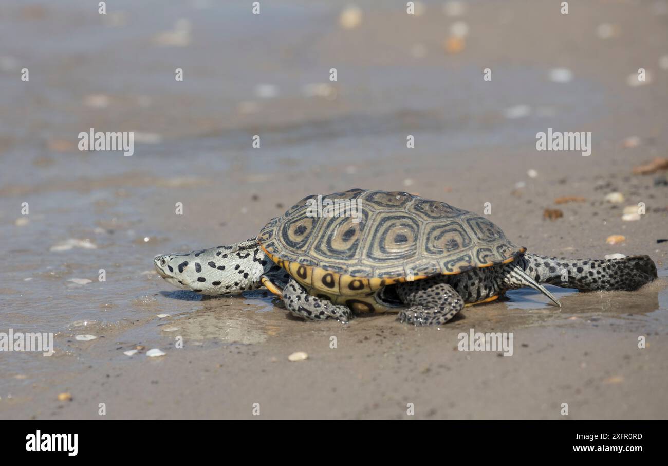 Diamondback terrapin (Malaclemys terrapin) female on beach, Delaware ...