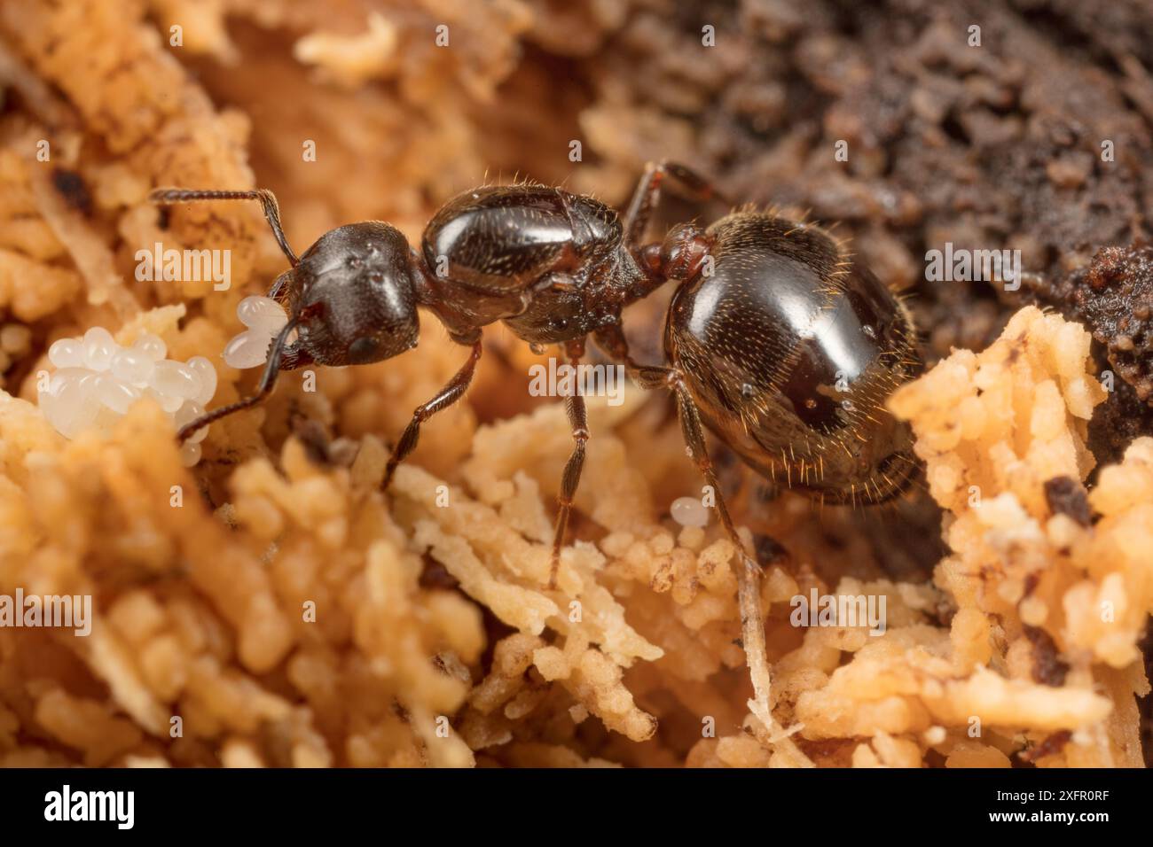 Carpenter ant (Camponotus sp.) with eggs, Wissahickon Valley Park ...