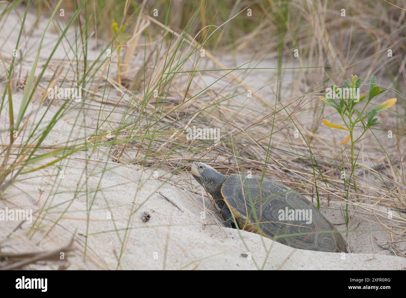Diamondback terrapin laying eggs on hi-res stock photography and images ...