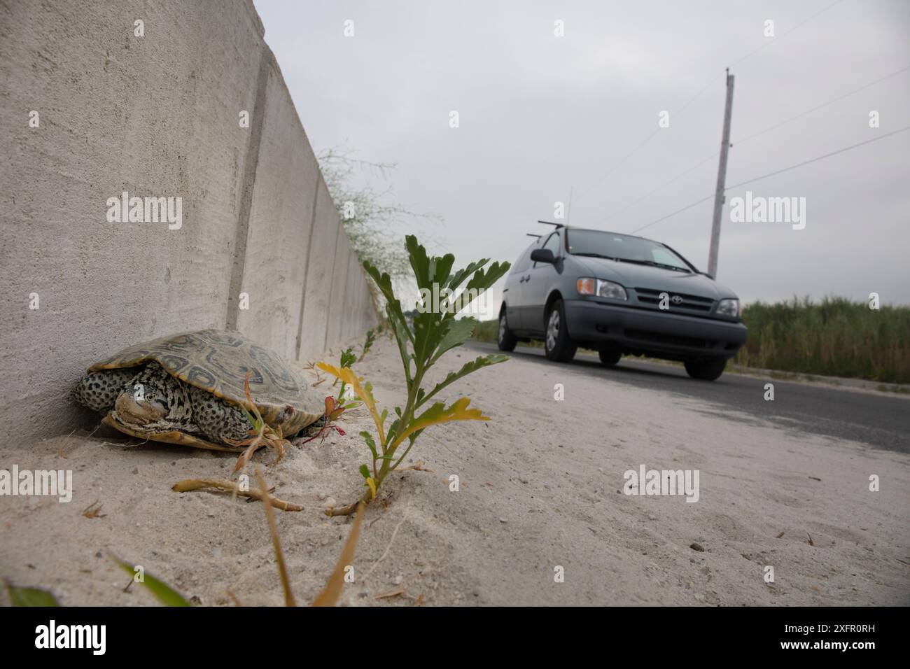 Diamondback terrapin (Malaclemys terrapin) female ready to lay eggs ...