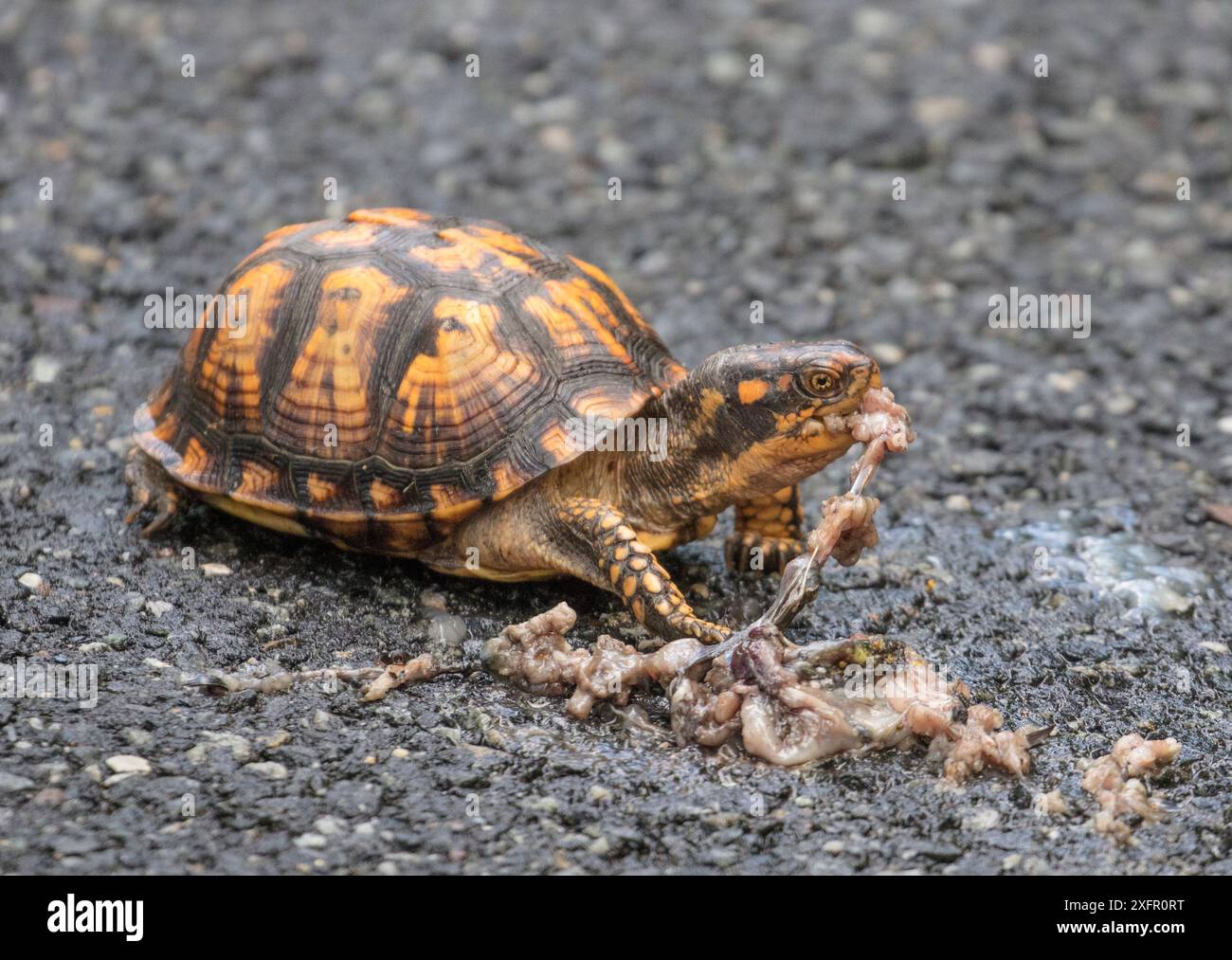 Emys tritentaculata hi-res stock photography and images - Alamy